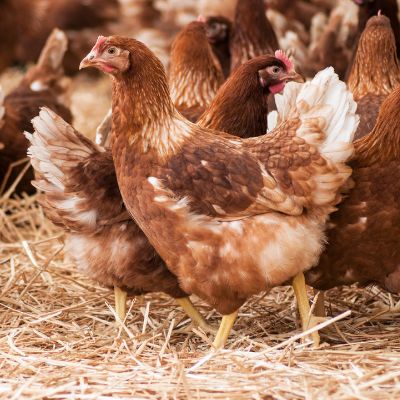 pure bred Isa brown pullets pol 18 weeks hens | Livestock | Gumtree ...