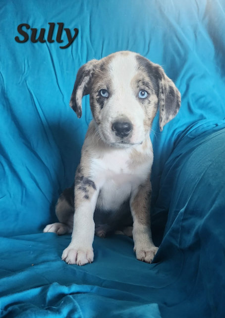 Dogue De Bordeaux × Border Collie | Dogs & Puppies | Gumtree Australia ...