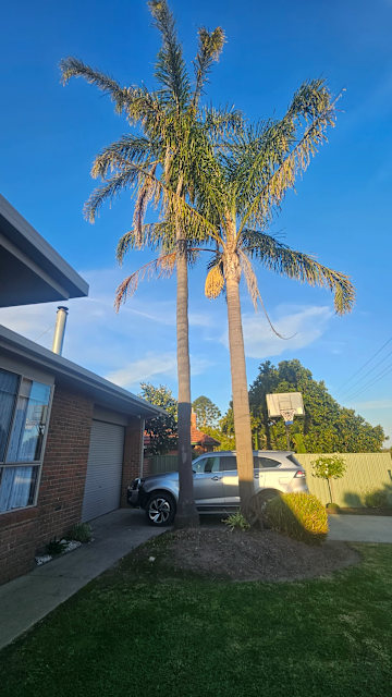 Palm Trees x2 - Plants in Orbost VIC | Gumtree Australia