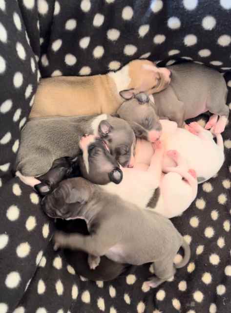 Gorgeous Italian greyhound | Dogs & Puppies | Gumtree Australia ...