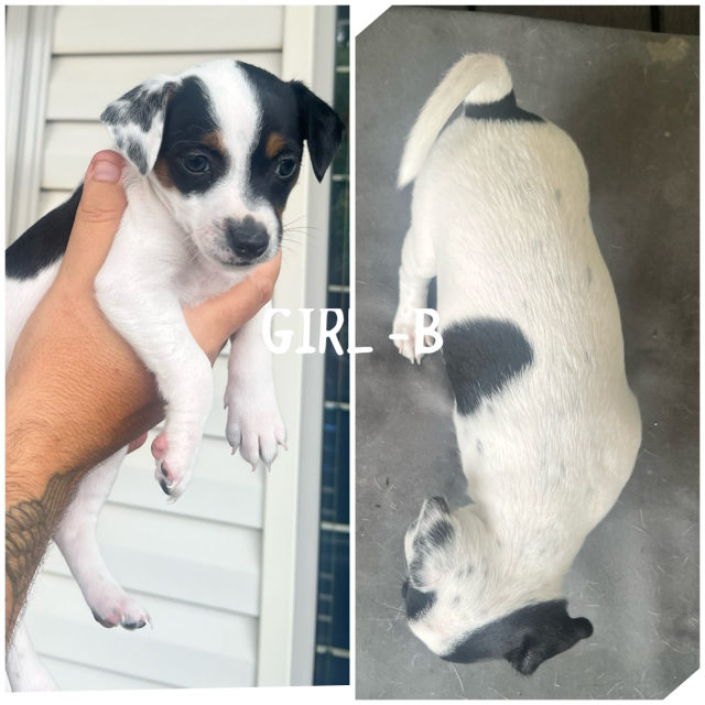 Mini Foxie x Jack Russell pups (female x 5) | Dogs & Puppies | Gumtree ...