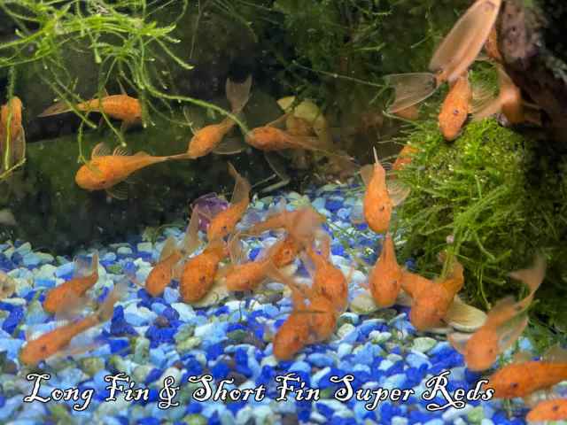 Longfin Super Red, Yellow Tiger Endler, Moss-Java, Xmas, Flame. | Fish ...