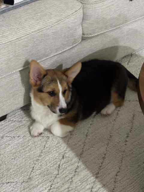 4.5 months old male welsh Pembroke corgi | Dogs & Puppies | Gumtree ...