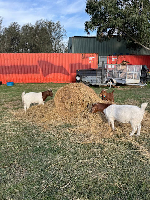Pure bred Boer goat does reduced $250 each | Livestock | Gumtree ...
