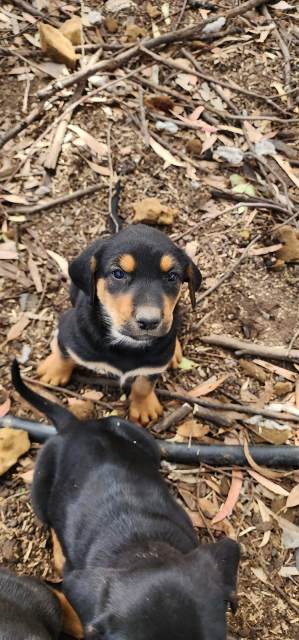 NZ Huntaway Pups | Dogs & Puppies | Gumtree Australia Golden Plains ...