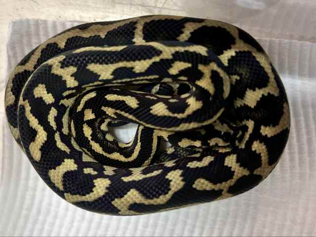 Axanthic Jungle, Albino Darwin, Bredli Pythons AVAILABLE NOW | Reptiles ...