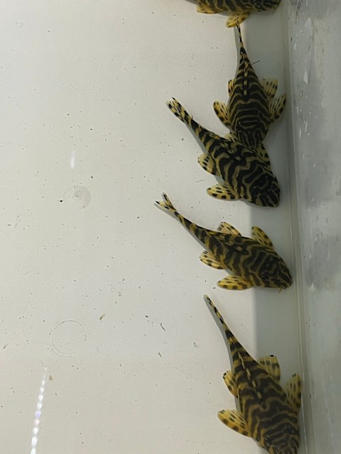 3 ft fish tank cory L134 L129 L333 L201 peppermint pleco guppy shrimp ...