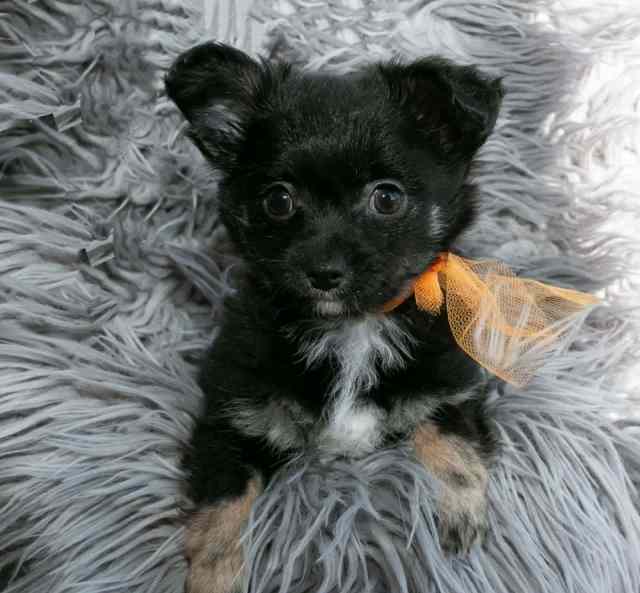 Long Haired Chihuahua PRICED DROPPED | Dogs & Puppies | Gumtree ...