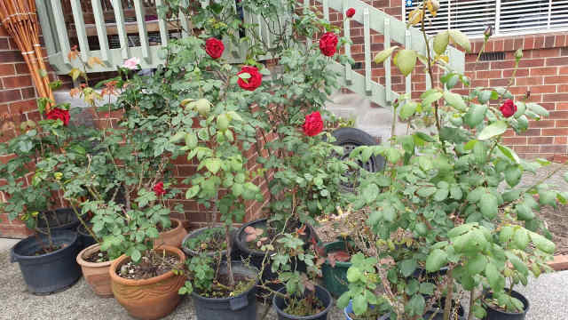 Garden Potted Red Roses - Plants in Blackburn South VIC | Gumtree Australia