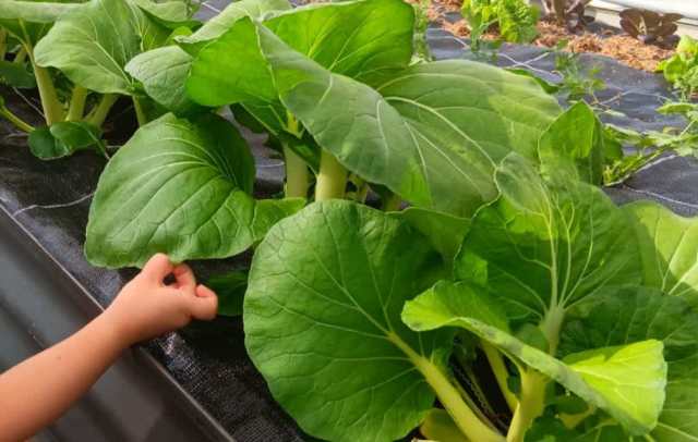 Colorbond Raised Vege Beds . Ready Made in One Piece. In stock and M ...