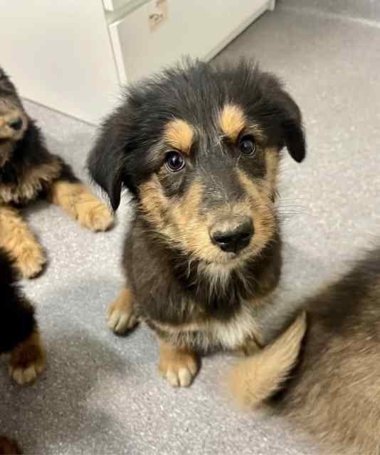 Poodle collie cross pup for new home, | Dogs & Puppies | Gumtree ...