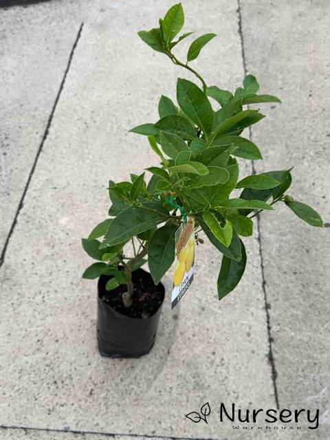 Citrus Limon (Lemon Tree Eureka) GRAFTED - Plants in Sydney City NSW ...
