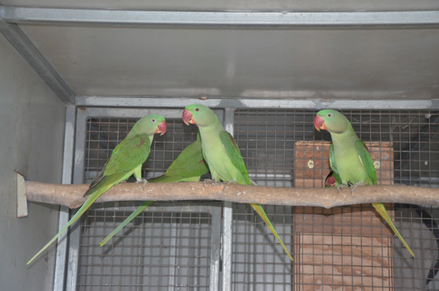 Alexandrine, Aviaries and Nest Boxes | Birds | Gumtree Australia ...