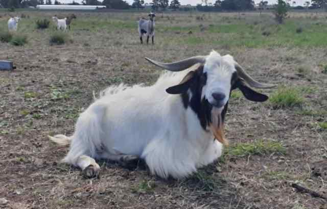 Aussie White Ram & Boer Buck + more | Livestock | Gumtree Australia ...