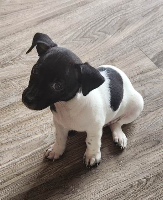 LAST MINI TOY FOXIE READY NOW | Dogs & Puppies | Gumtree Australia ...