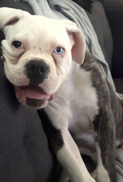 Purebred American Johnson Bulldog Puppy | Dogs & Puppies | Gumtree ...