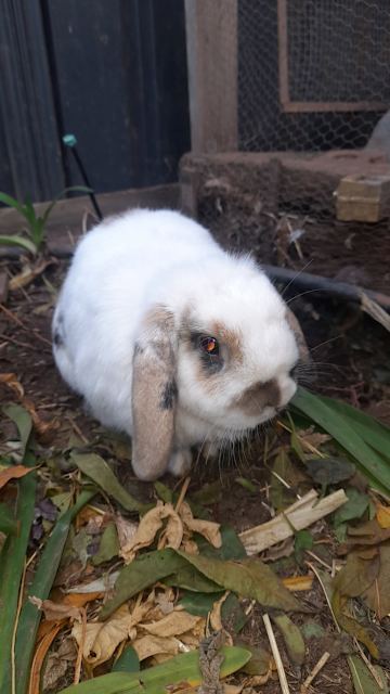 Mini lop rabbits | Rabbits | Gumtree Australia Holdfast Bay - South ...