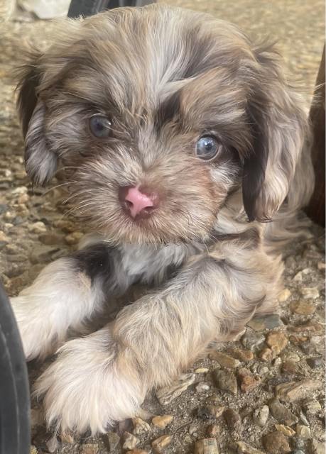 Cavalier X puppies , 3male, 2 females | Dogs & Puppies | Gumtree ...
