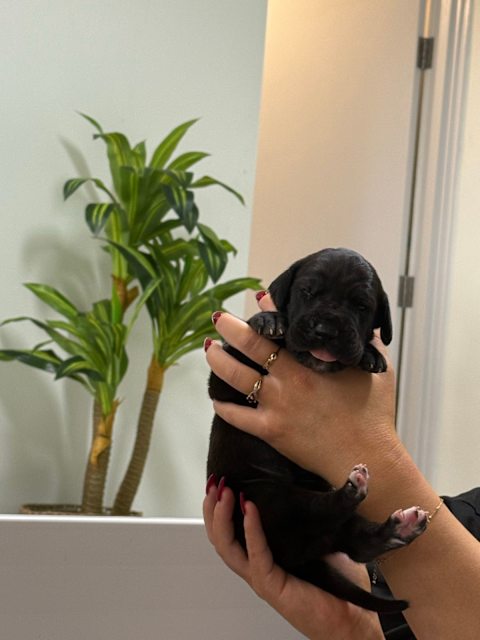 Great Dane Puppies | Dogs & Puppies | Gumtree Australia Penrith Area ...