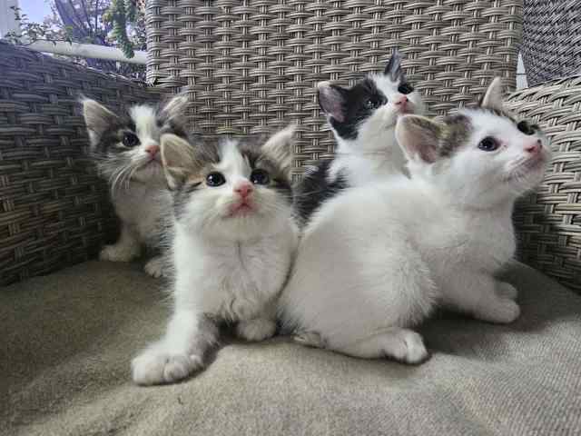 Cross Ragdoll kittens | Cats & Kittens | Gumtree Australia Fairfield ...