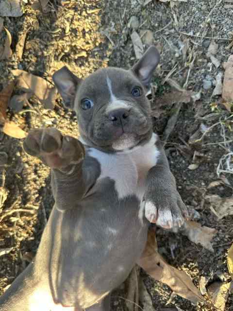 1 LEFT American Staffordshire Terrier x English Staffordshire Terrier ...