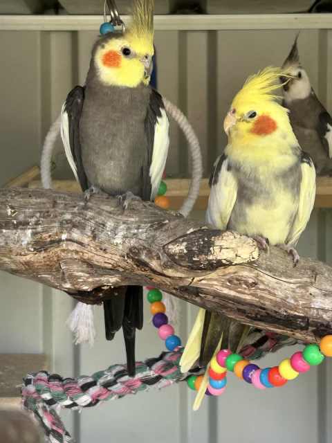 Cockatiels | Birds | Gumtree Australia Macedon Ranges - Kyneton ...