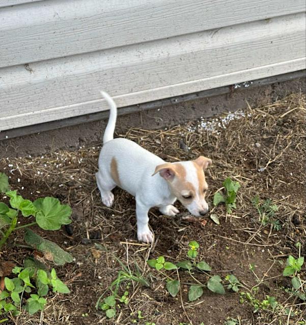 Mini Foxie x chihuahua | Dogs & Puppies | Gumtree Australia North ...