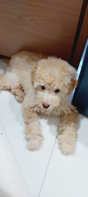 Toy Poodle puppy Male Pure Bred cute tiny intelligent calm Cream col ...