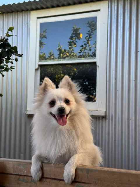 Cute girl need a new home for look after and take care | Dogs & Puppies ...