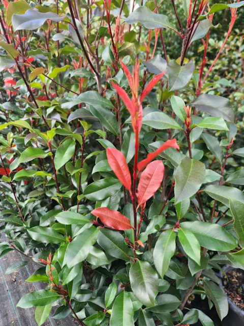 Red Robin / 1.6m tall / 30cm pot / Low Maintenance Hedge - Plants in ...