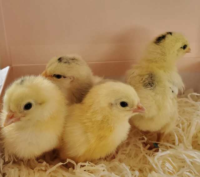 Buff Orpington Ducks, Hens Turkey Toms Chickens Chicks Pullet | Birds ...