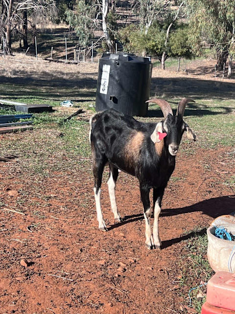 URGENT SALE!! Milking Goat buck Anglo Nubian X British alpine ...