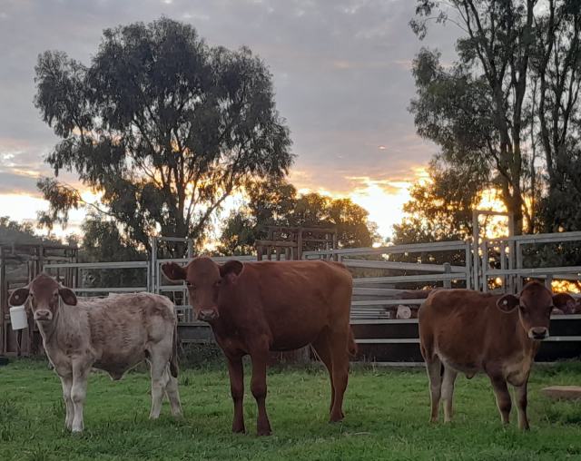 3 beautiful and quite heifers | Livestock | Gumtree Australia Gunnedah ...
