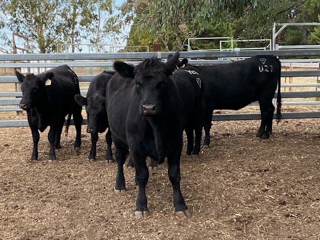 Registered Black Angus heifers | Livestock | Gumtree Australia Macedon ...