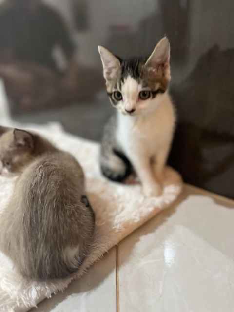 Devon Rex x female kittens (one kitten is short legged/dwarf) | Cats ...