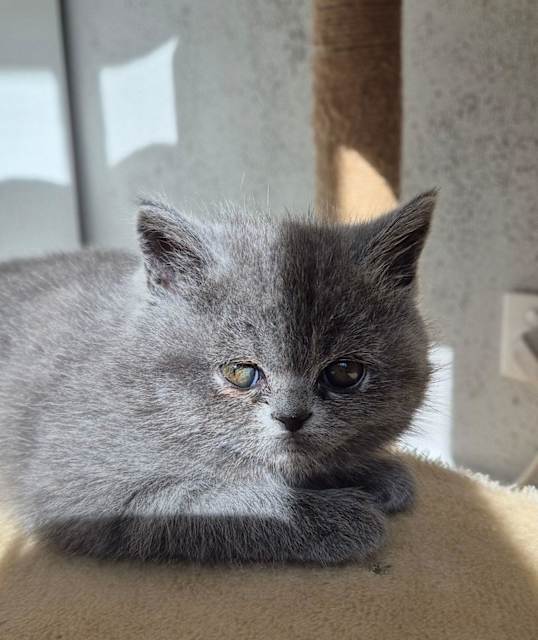 exotic shorthair x ragdoll | Cats & Kittens | Gumtree Australia ...