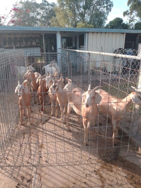Bore cross goat kids | Livestock | Gumtree Australia Lockyer Valley ...