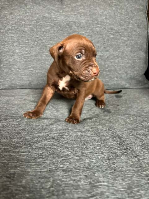 Beautiful Staffy x | Dogs & Puppies | Gumtree Australia Rockingham Area ...