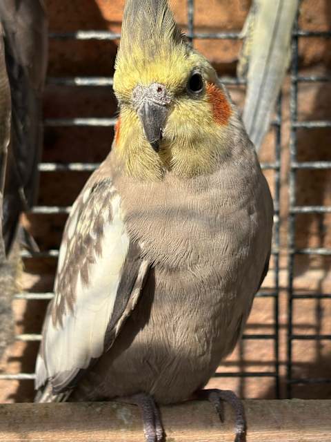 7 weiros and 2 budgies for sale | Birds | Gumtree Australia Cockburn ...