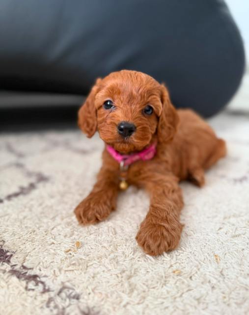 Toy Cavoodle First Generation | Dogs & Puppies | Gumtree Australia ...