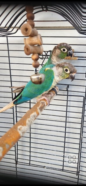conures , one breeding pair and babies | Birds | Gumtree Australia ...