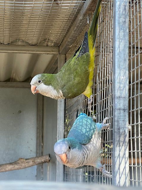 Quaker breeding pair | Birds | Gumtree Australia Benalla Area - Benalla ...