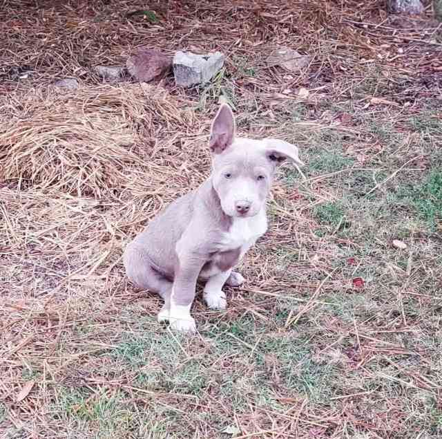 Gorgeous sweet Kelpies with a dash of Collie | Dogs & Puppies | Gumtree ...