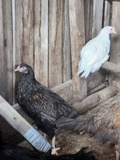 POL Chickens for sale | Livestock | Gumtree Australia Southern Midlands ...