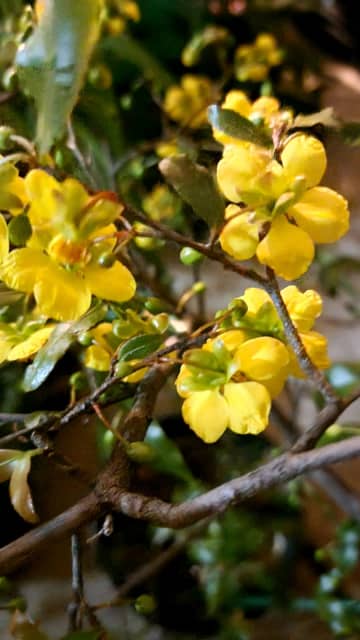 Chinese lunar flowers- yellow mai tree in 26cm pot | Plants | Gumtree ...