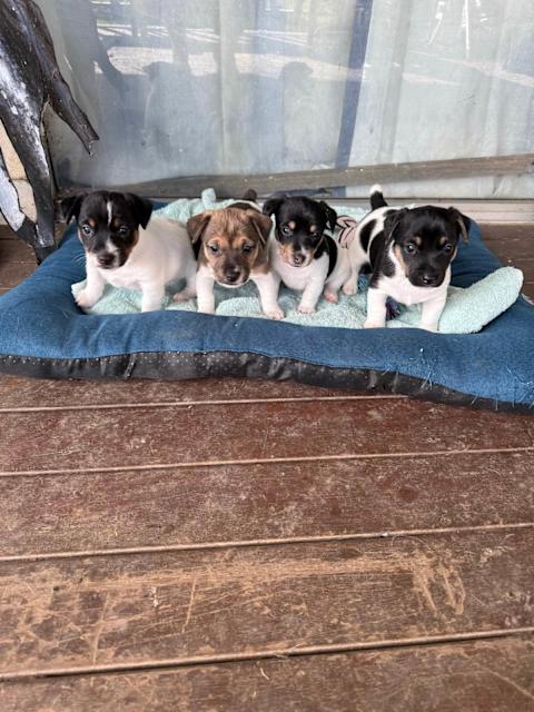 Purebred mini foxy/foxies puppy | Dogs & Puppies | Gumtree Australia ...