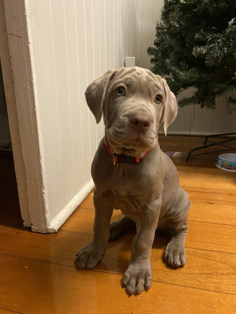 Cane Coros X Neo Mastiff pups , 3 available 9wks old | Dogs & Puppies ...