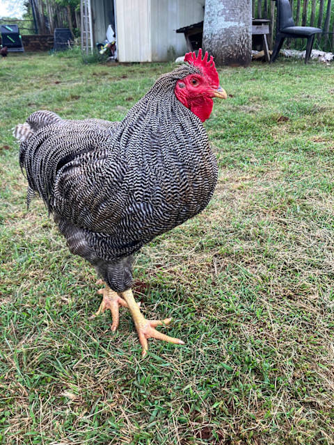 Dark Barred Plymouth Rock Bantams | Livestock | Gumtree Australia ...