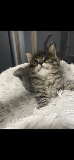 Maine Coon x Rag Doll | Cats & Kittens | Gumtree Australia Kyogle Area ...