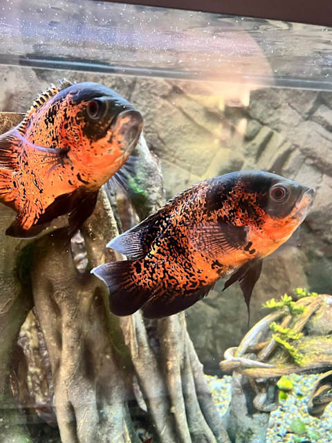Red Leopard Oscar Pair | Fish | Gumtree Australia Holdfast Bay ...